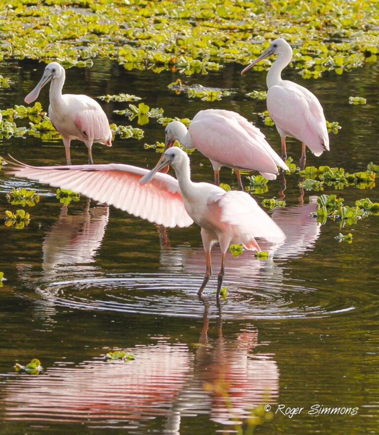 Remembering Roseate Spoonbills this season - Roger Simmons
