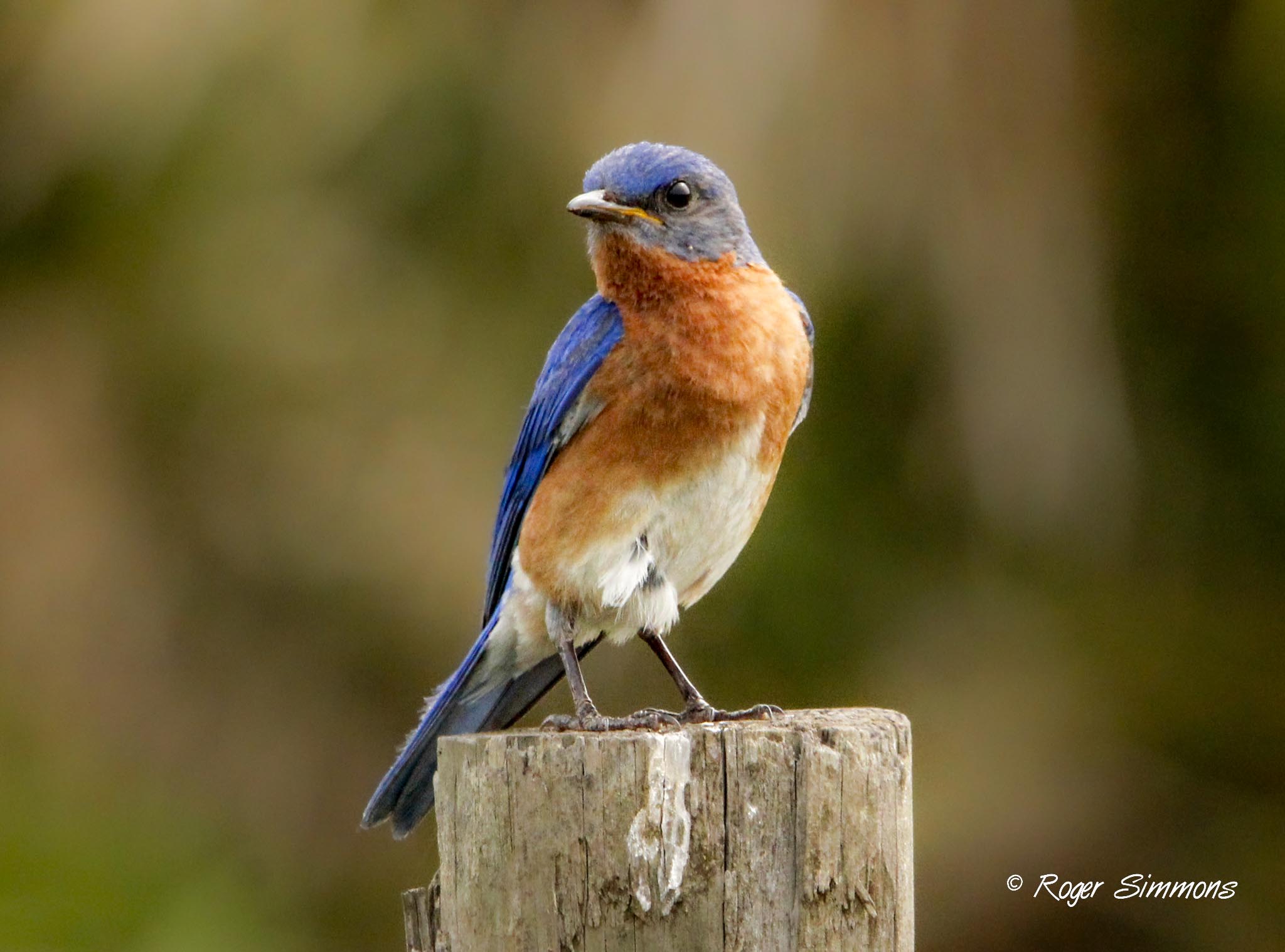 Pictures: Eastern Bluebirds in Florida - Roger Simmons