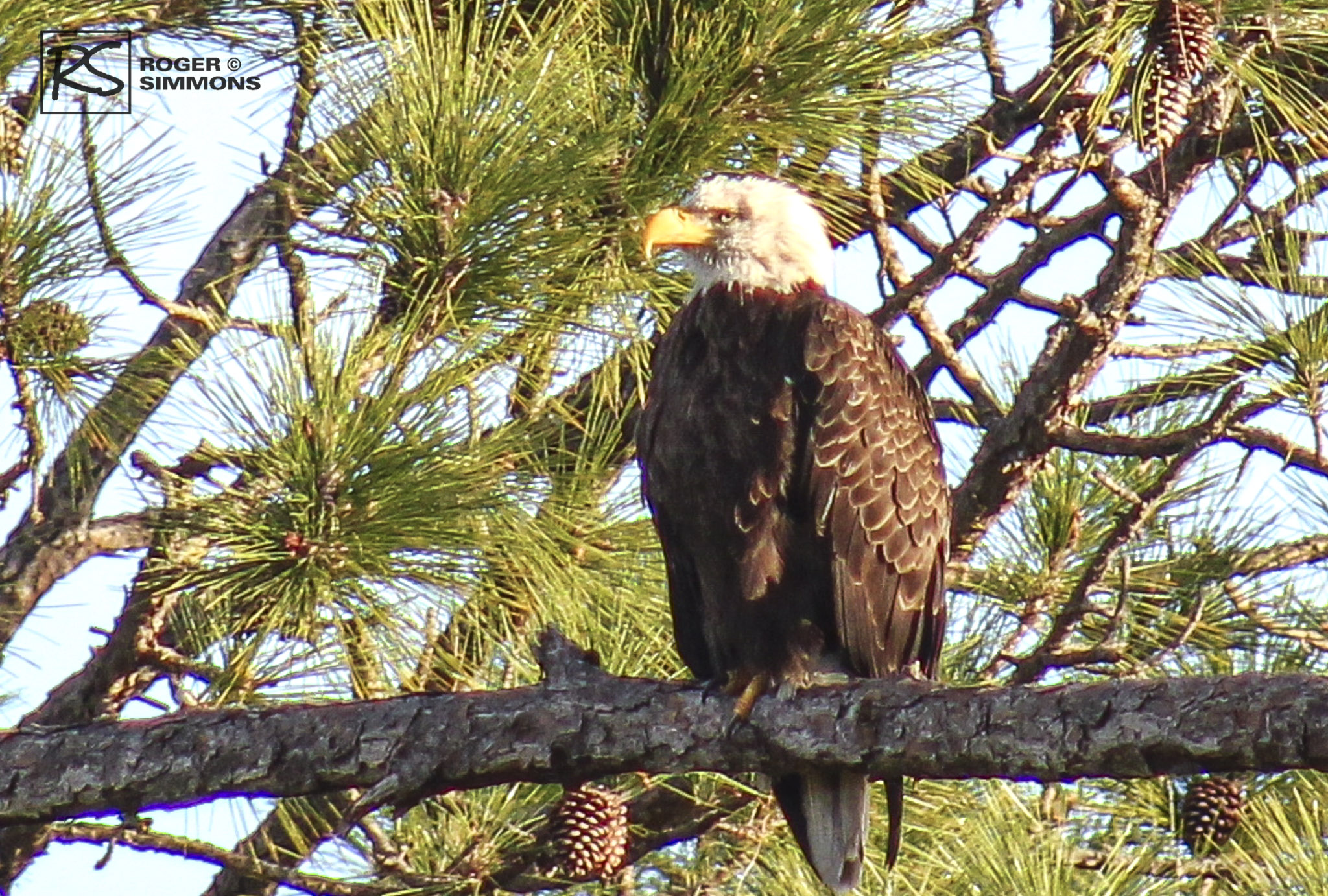 Florida TV History - Roger Simmons