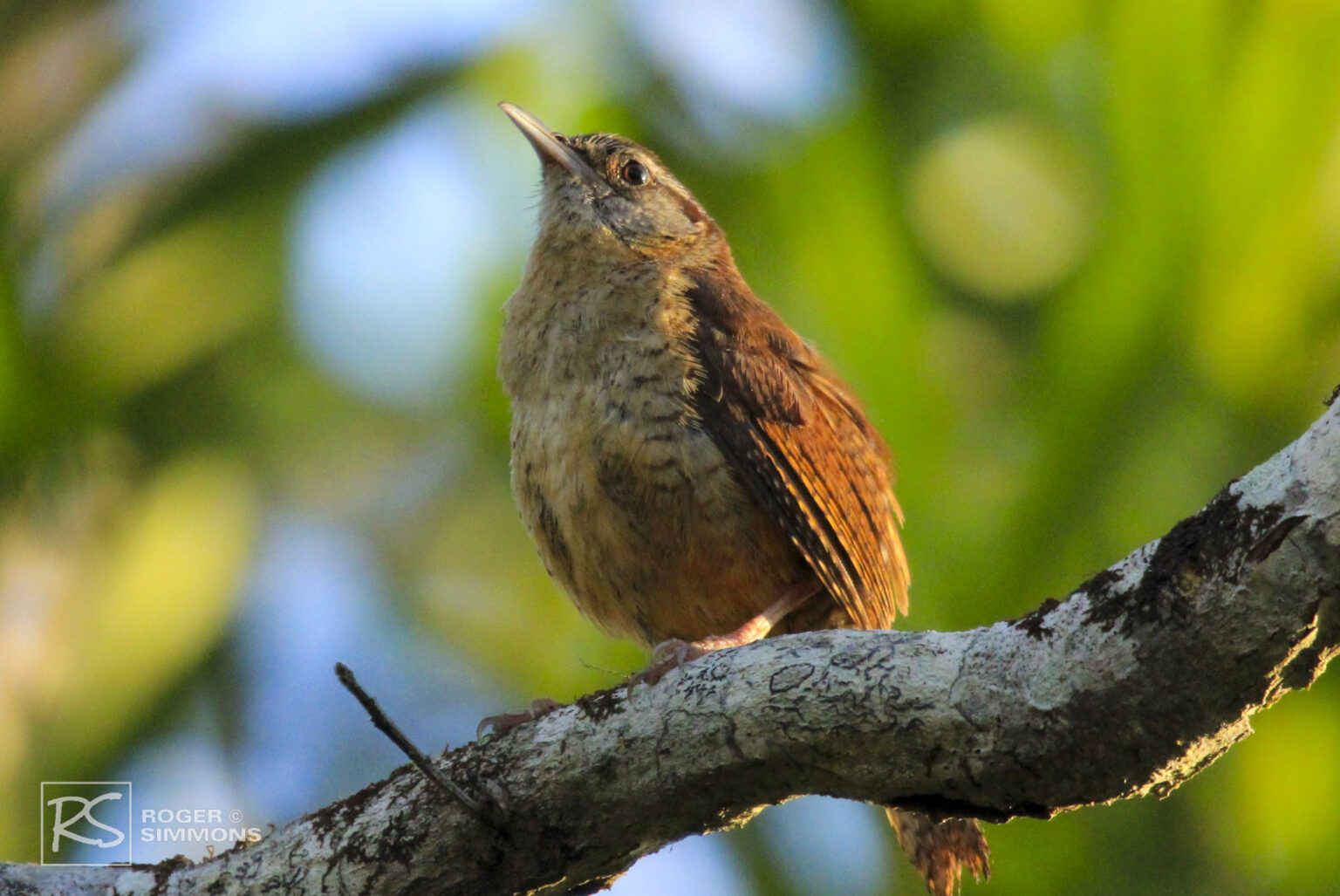 Florida TV History - Roger Simmons