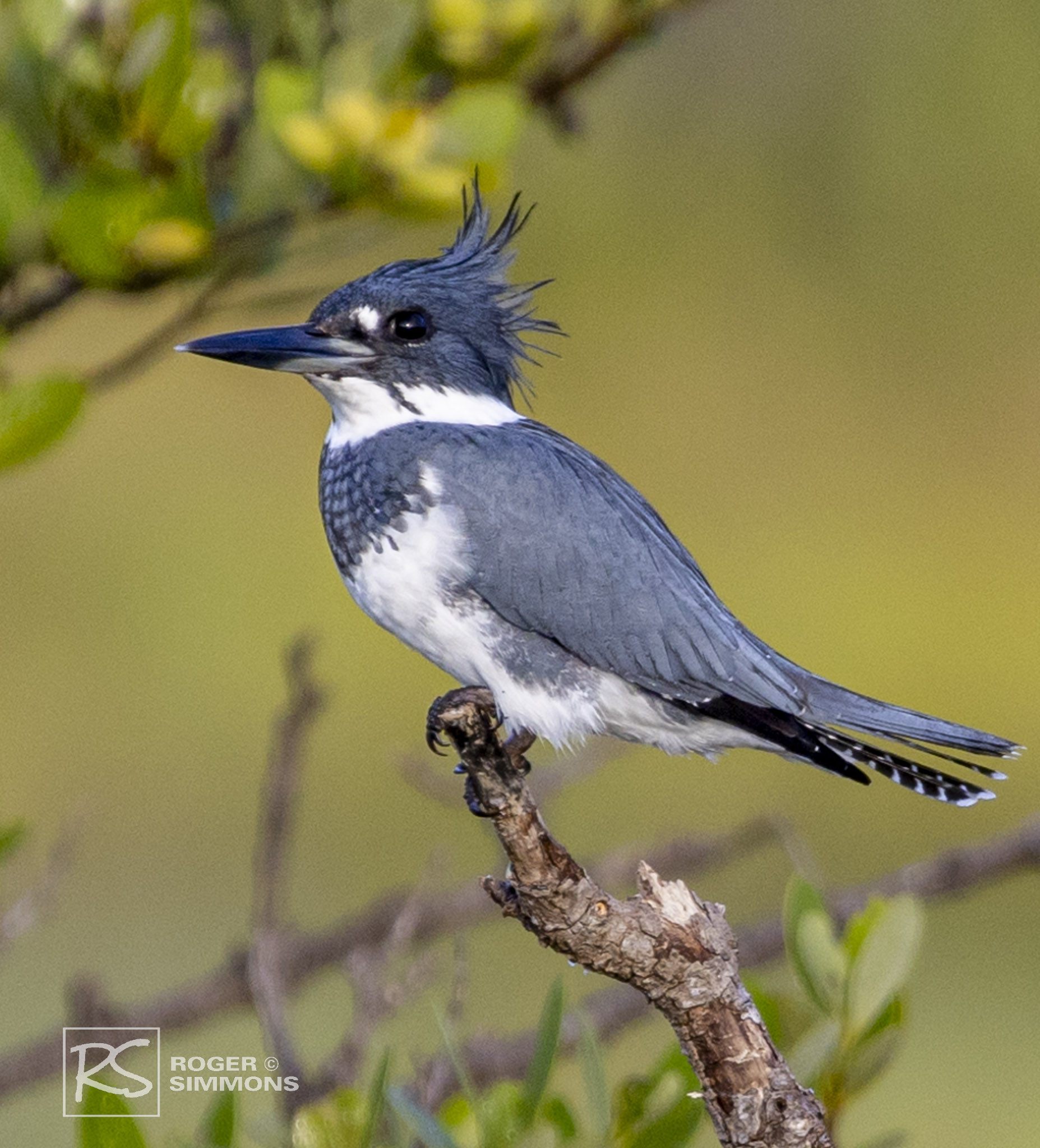 Pictures: Belted Kingfishers in Florida - Roger Simmons