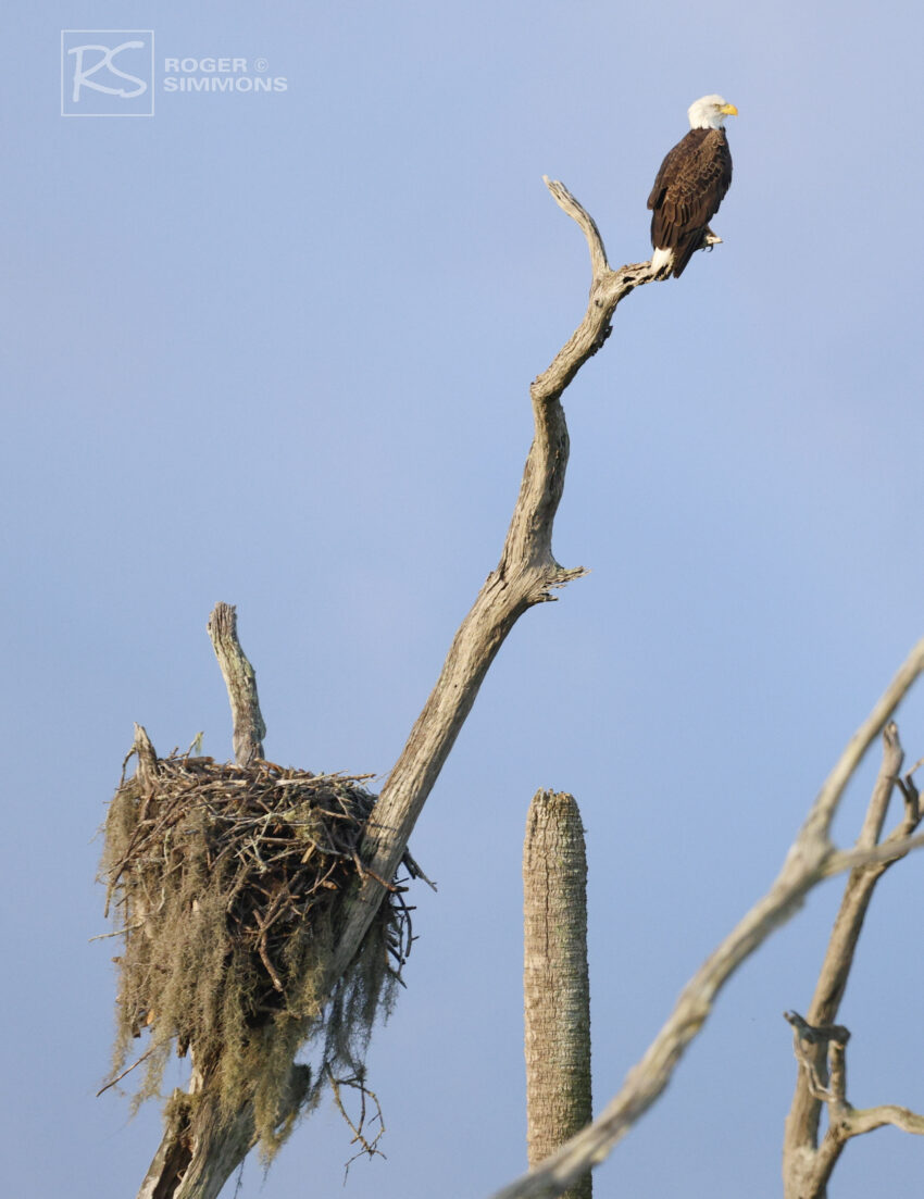 Eastern Kingbird, Blue Grosbeak round out day at Orlando Wetlands ...