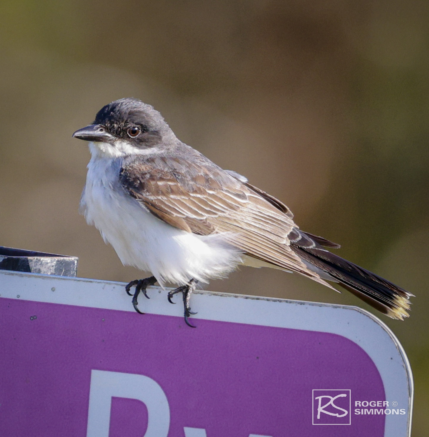 Eastern Kingbird, Blue Grosbeak round out day at Orlando Wetlands ...