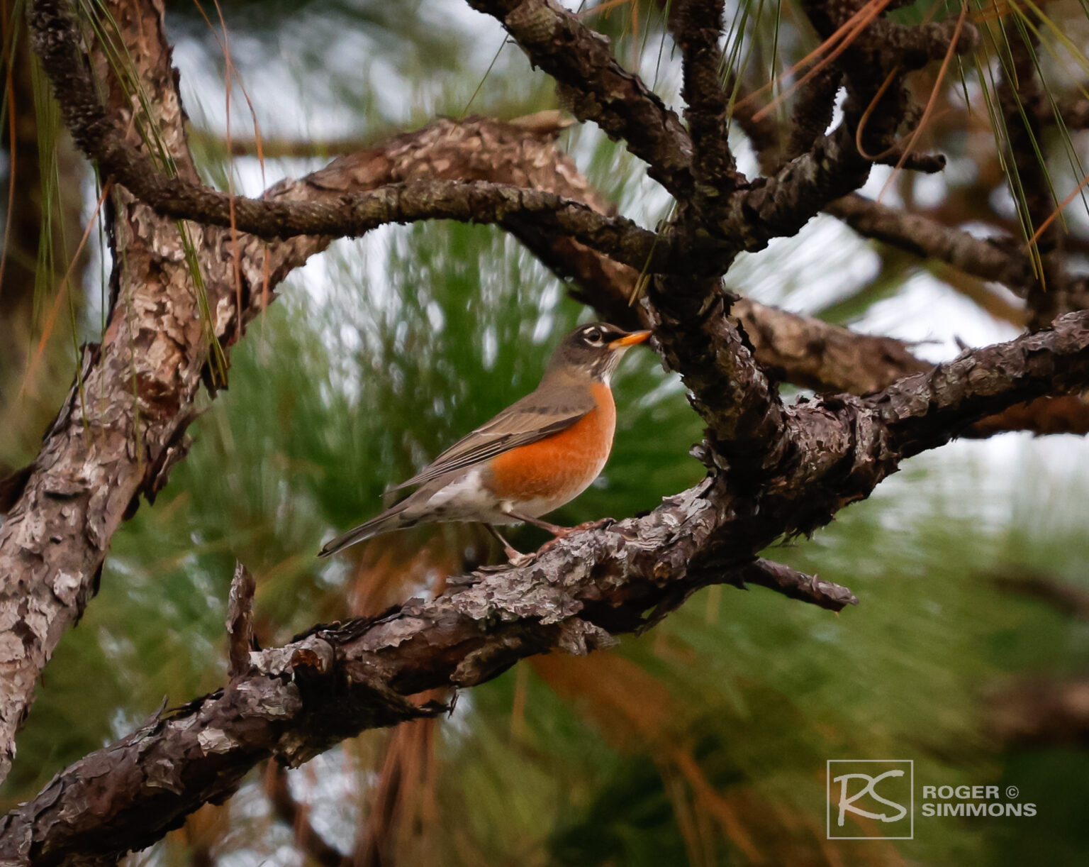 Winter has sprung? Robins return to Central Florida - Roger Simmons