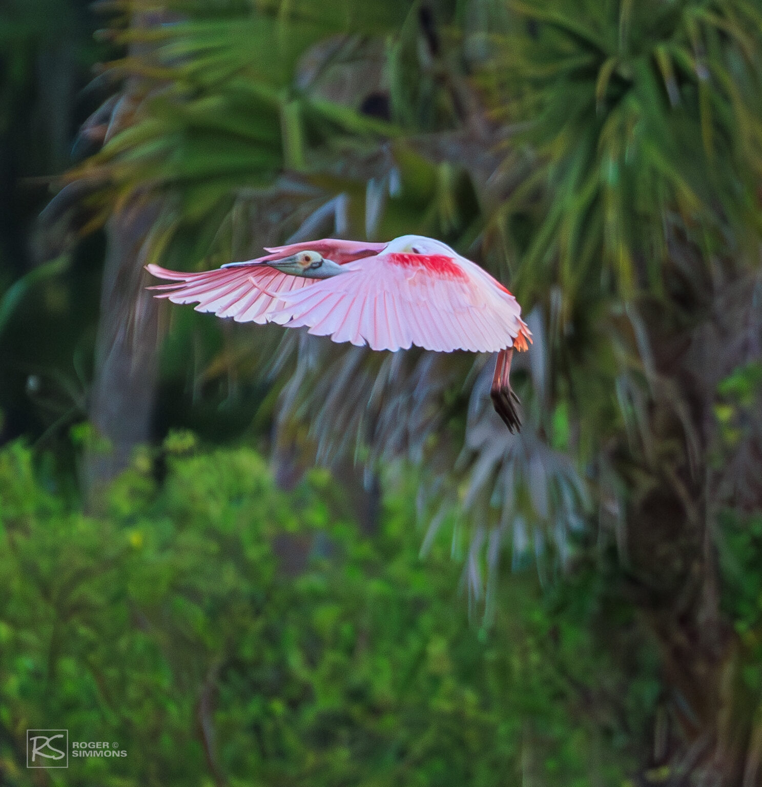 Roseate Spoonbills - Having fun photographing these birds - Roger Simmons