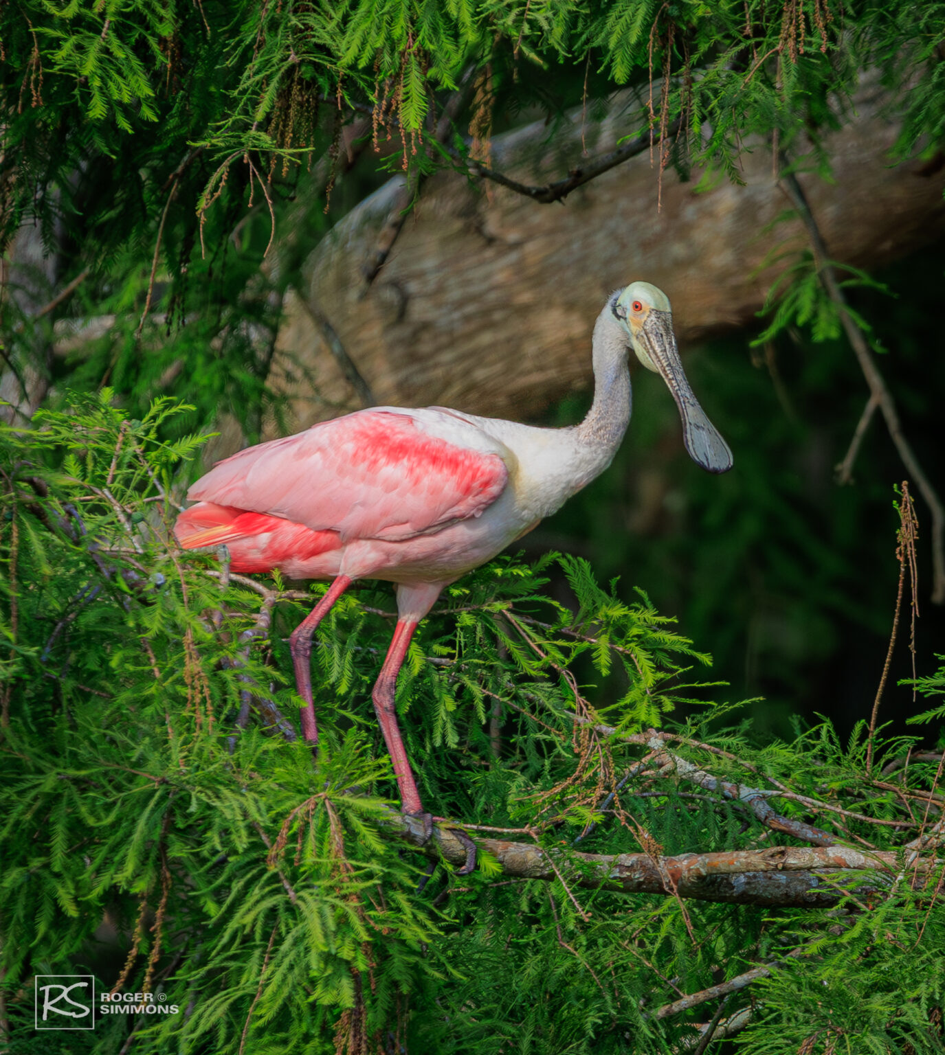 Pictures: Roseate Spoonbills in Florida - Roger Simmons