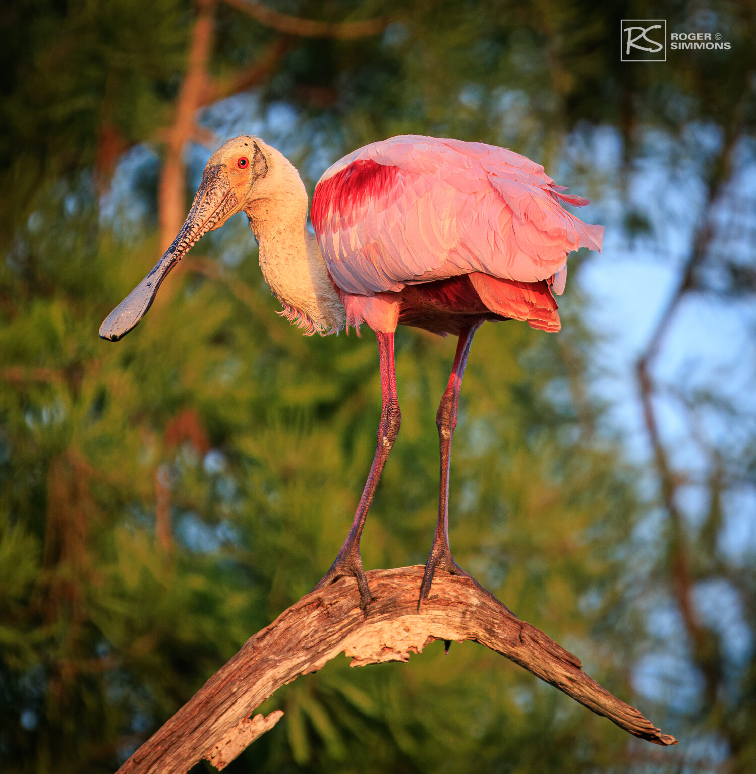 Pictures: Roseate Spoonbills in Florida - Roger Simmons