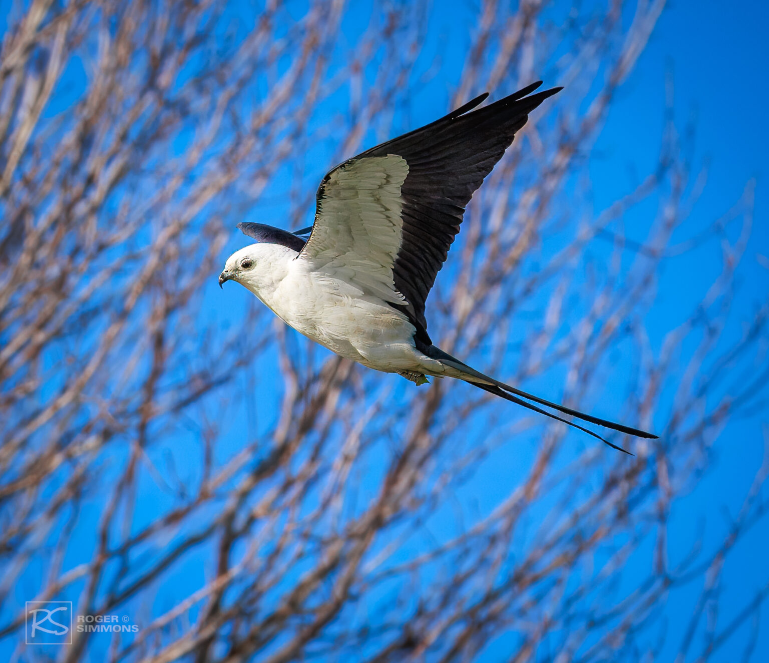 Swallow-tailed Kites are back, and I spotted one - Roger Simmons