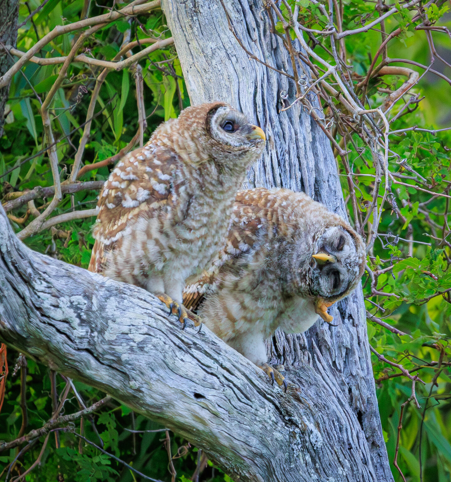 Finally met Barred Owl babies at the wetlands - Roger Simmons