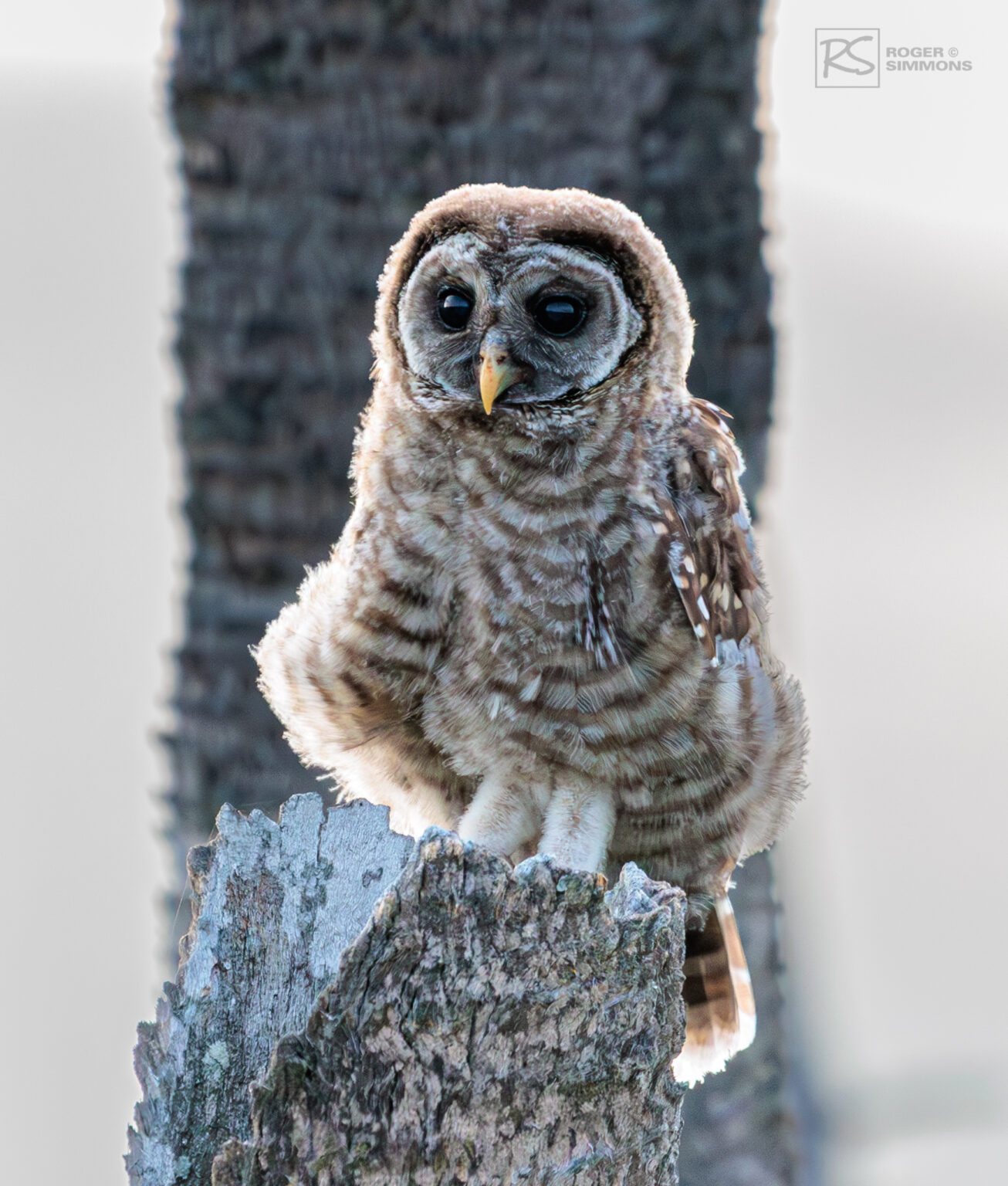 Finally met Barred Owl babies at the wetlands - Roger Simmons
