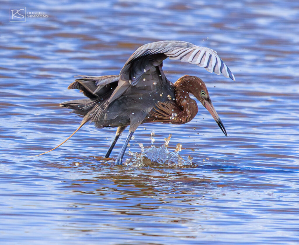 Birds make a splash along Biolab Road - Roger Simmons