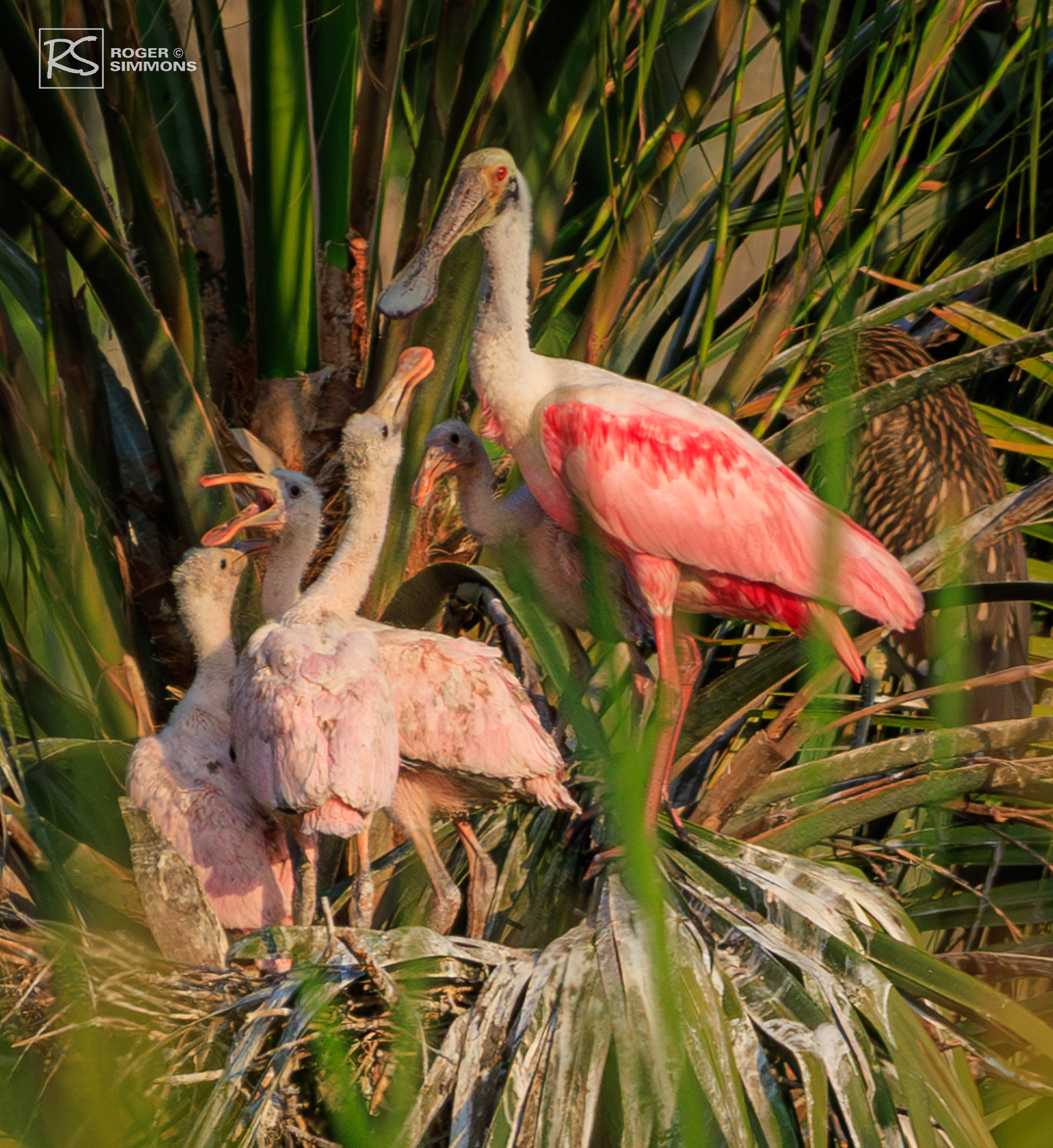 Pictures: Roseate Spoonbills in Florida - Roger Simmons