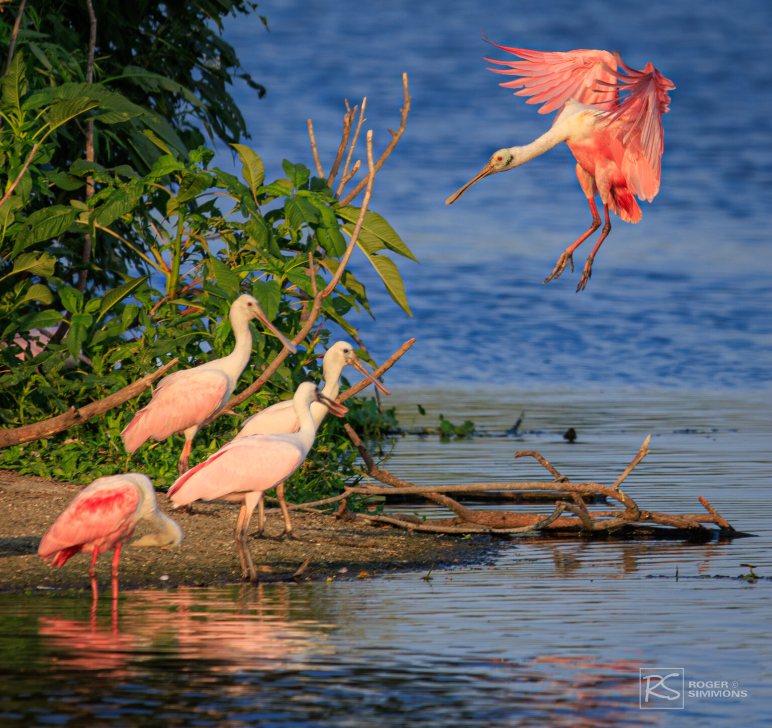 Pictures: Roseate Spoonbills in Florida - Roger Simmons