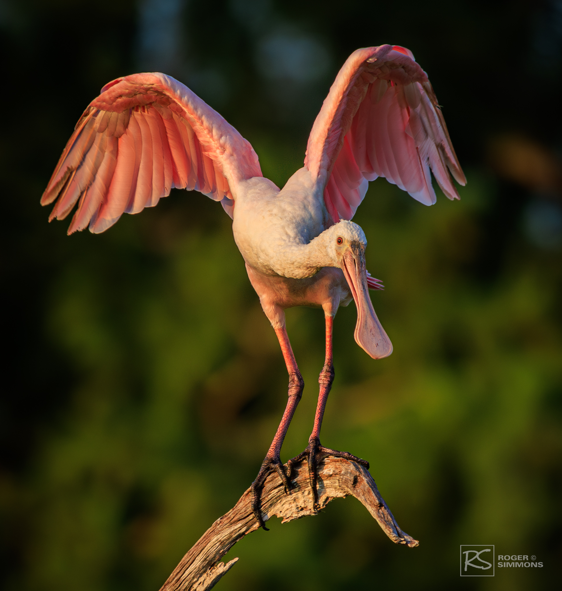 Pictures: Roseate Spoonbills in Florida - Roger Simmons