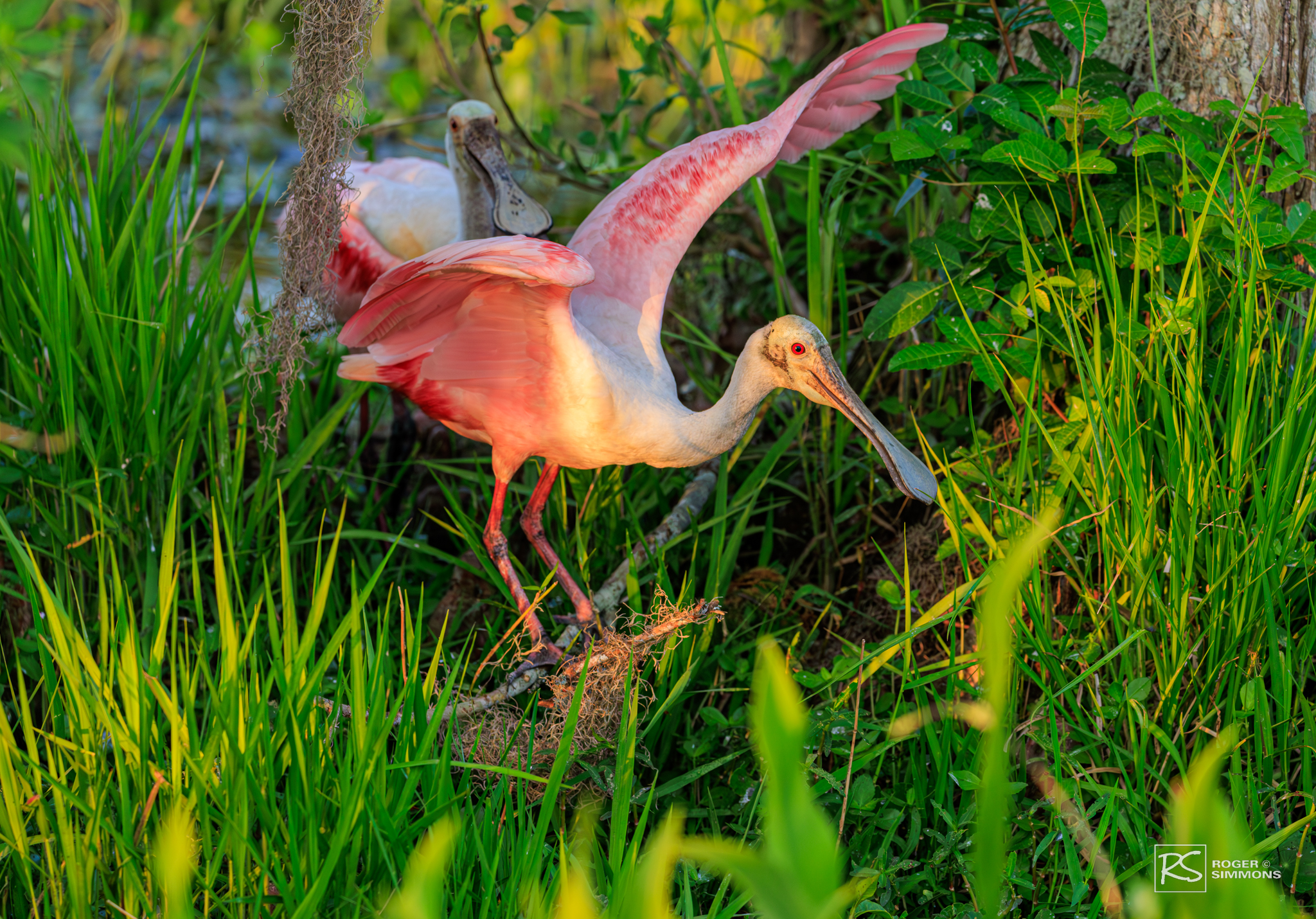 Pictures: Roseate Spoonbills in Florida - Roger Simmons