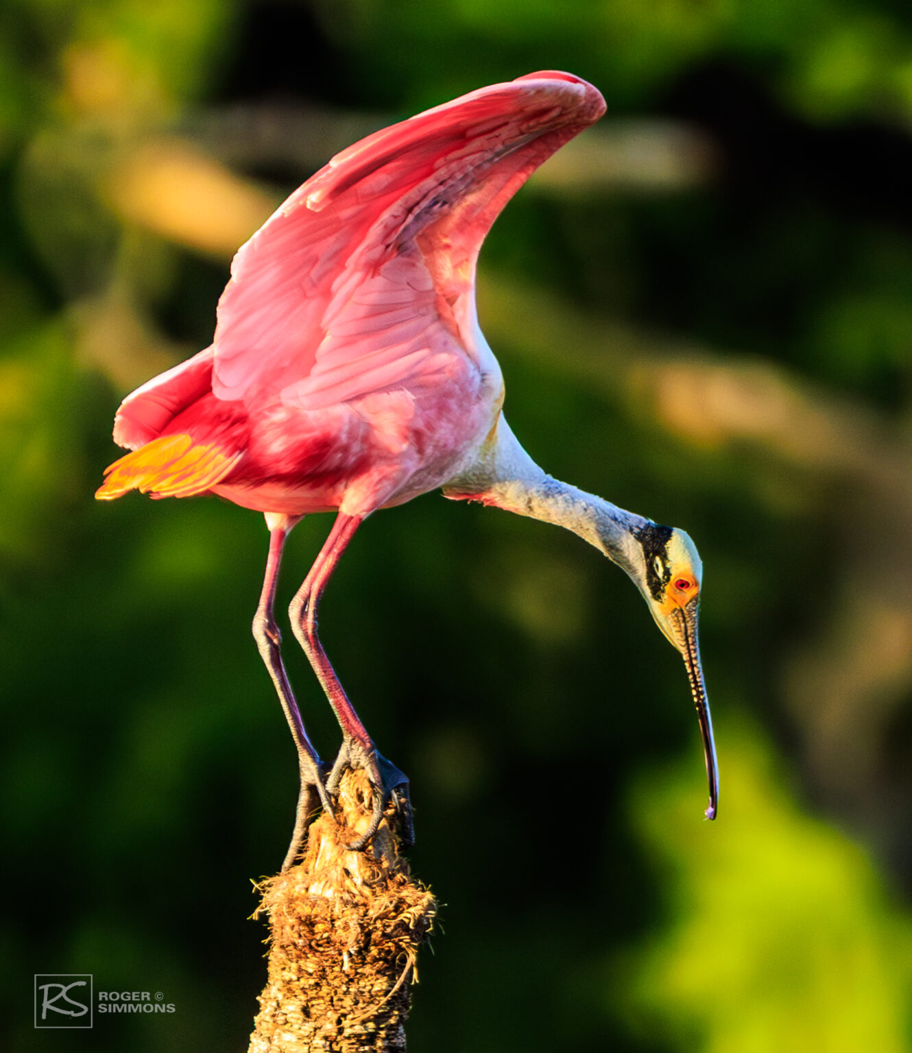 Pictures: Roseate Spoonbills in Florida - Roger Simmons