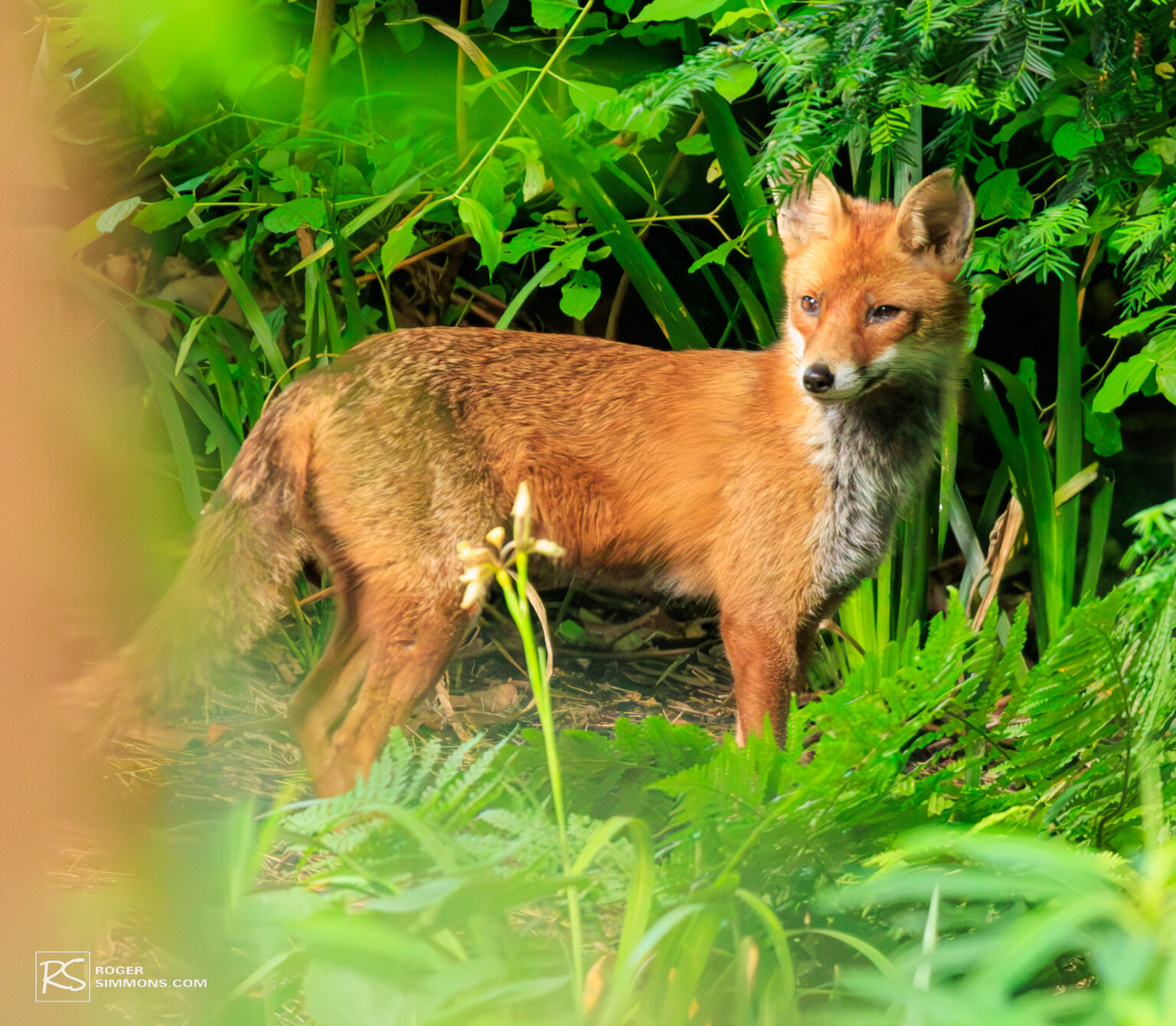 Finding red foxes in London's Hyde Park - Roger Simmons