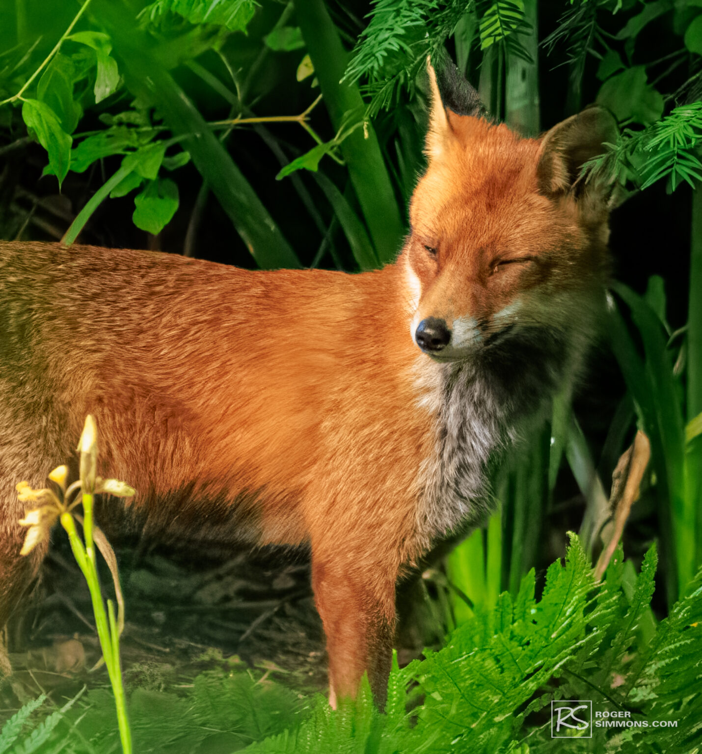 Finding red foxes in London's Hyde Park - Roger Simmons