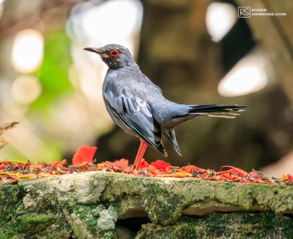 Bahamas birding: Nassau's Retreat Garden offers new birds - Roger Simmons
