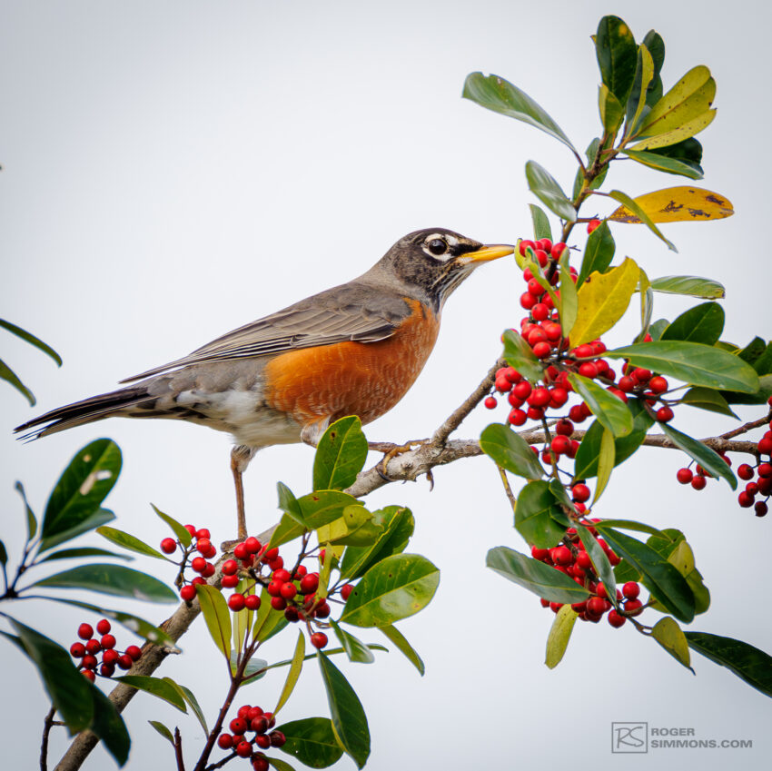Robins are roaming through Central Florida - Roger Simmons