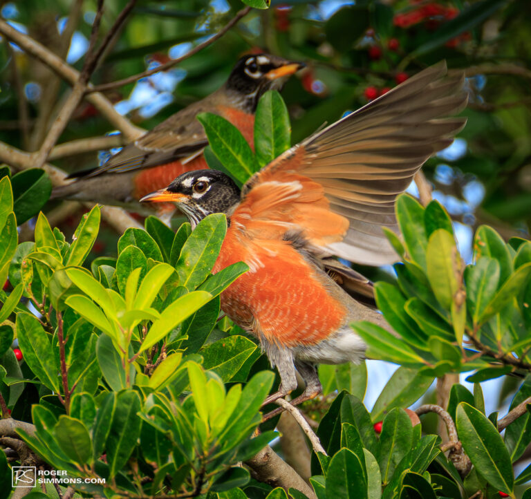 Robins are roaming through Central Florida - Roger Simmons
