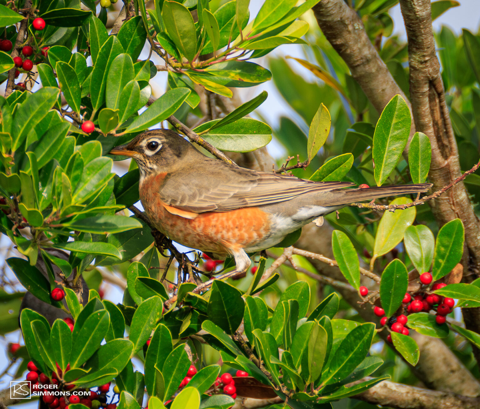 Robins are roaming through Central Florida - Roger Simmons