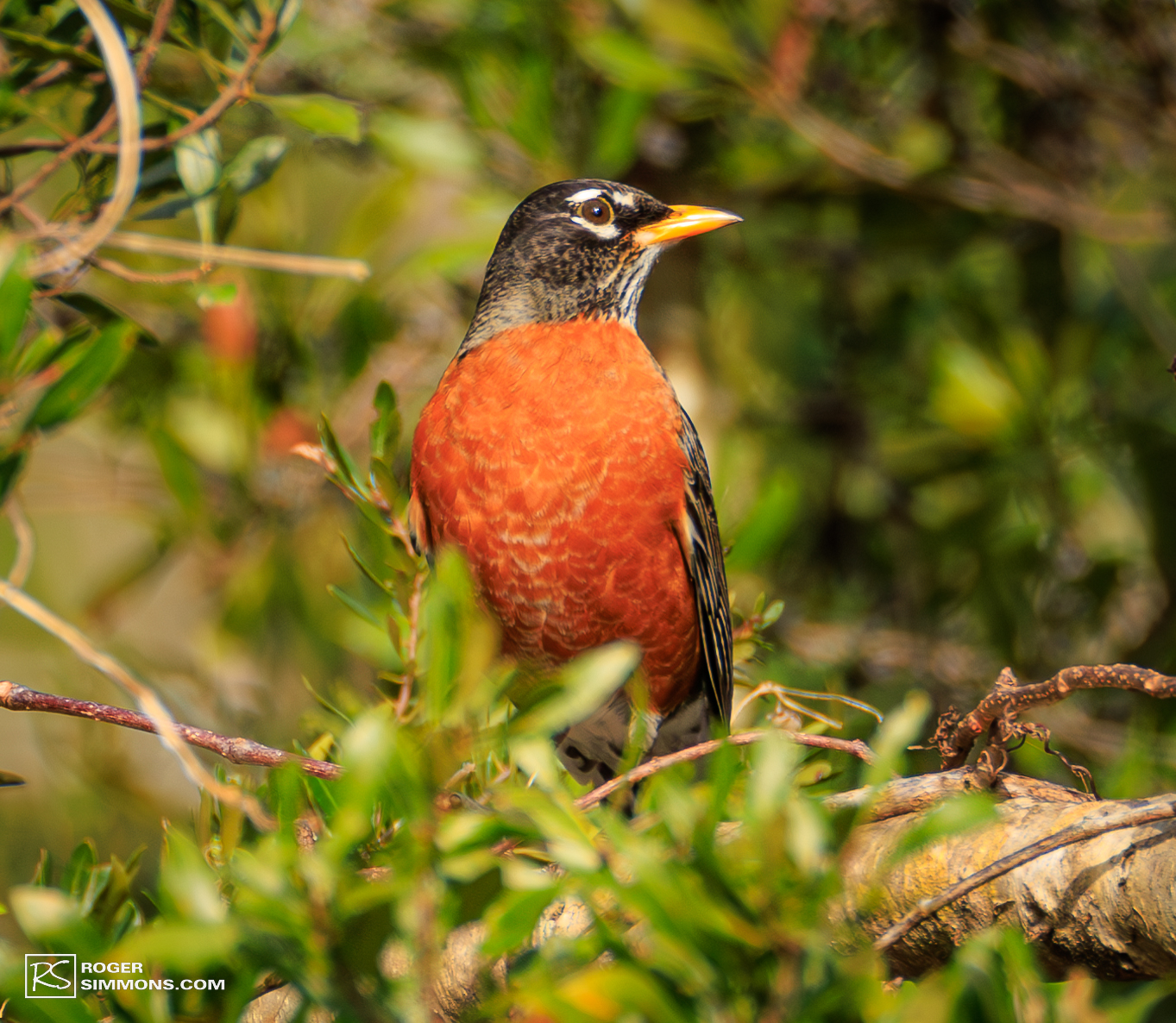 Robins are roaming through Central Florida - Roger Simmons