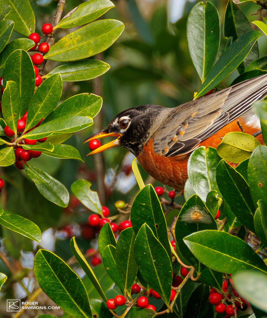 Robins are roaming through Central Florida - Roger Simmons