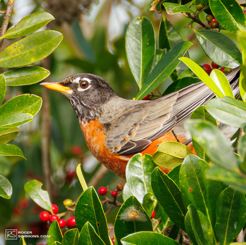 Robins are roaming through Central Florida - Roger Simmons