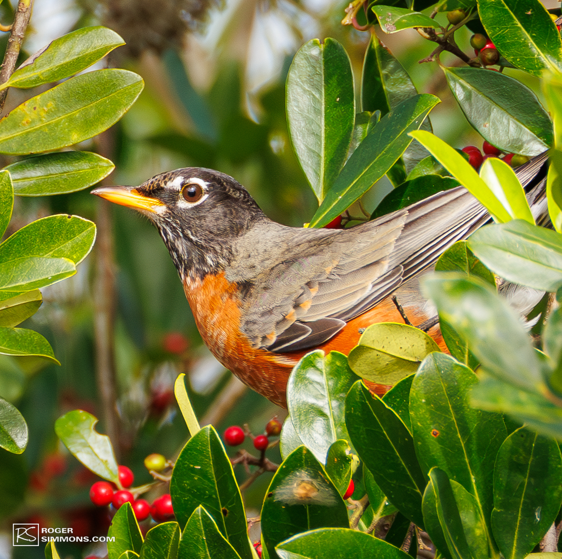 Robins are roaming through Central Florida - Roger Simmons