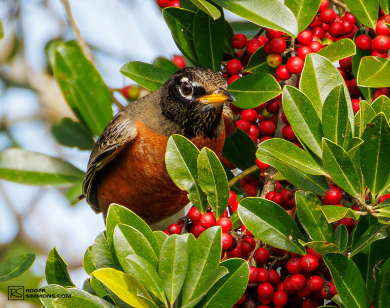 Robins are roaming through Central Florida - Roger Simmons