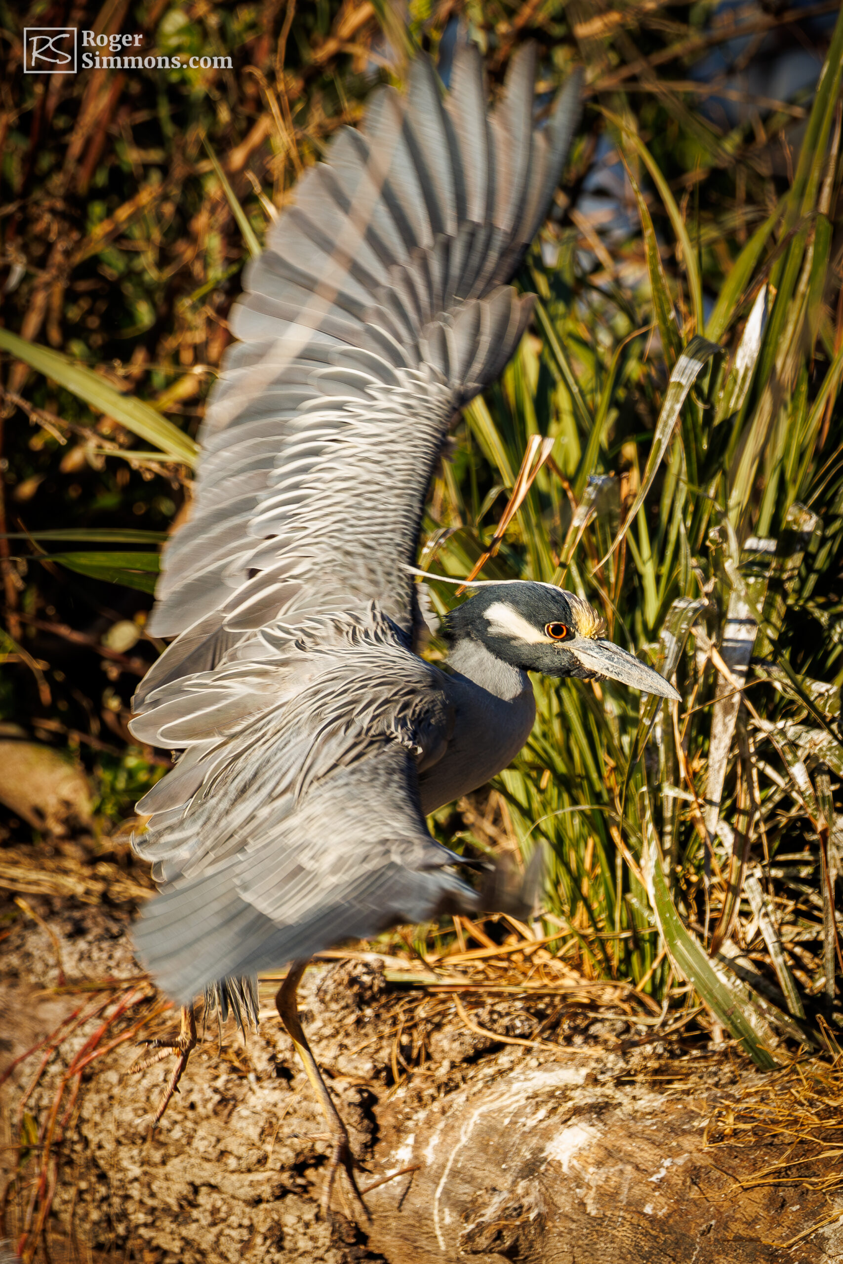 St. Augustine birding trip is quite an adventure - Roger Simmons