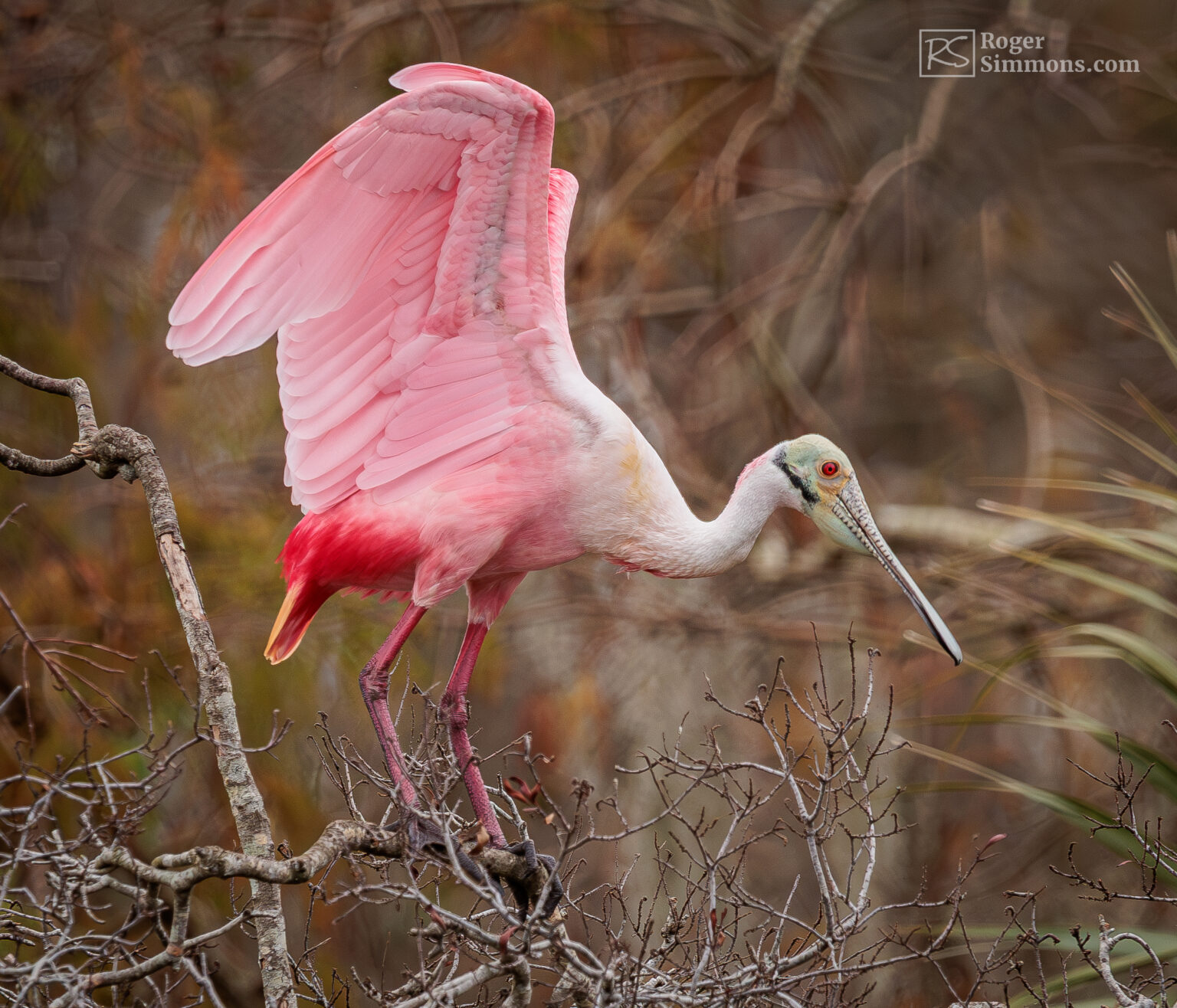 It's Roseate Spoonbill season at Orlando Wetlands - Roger Simmons