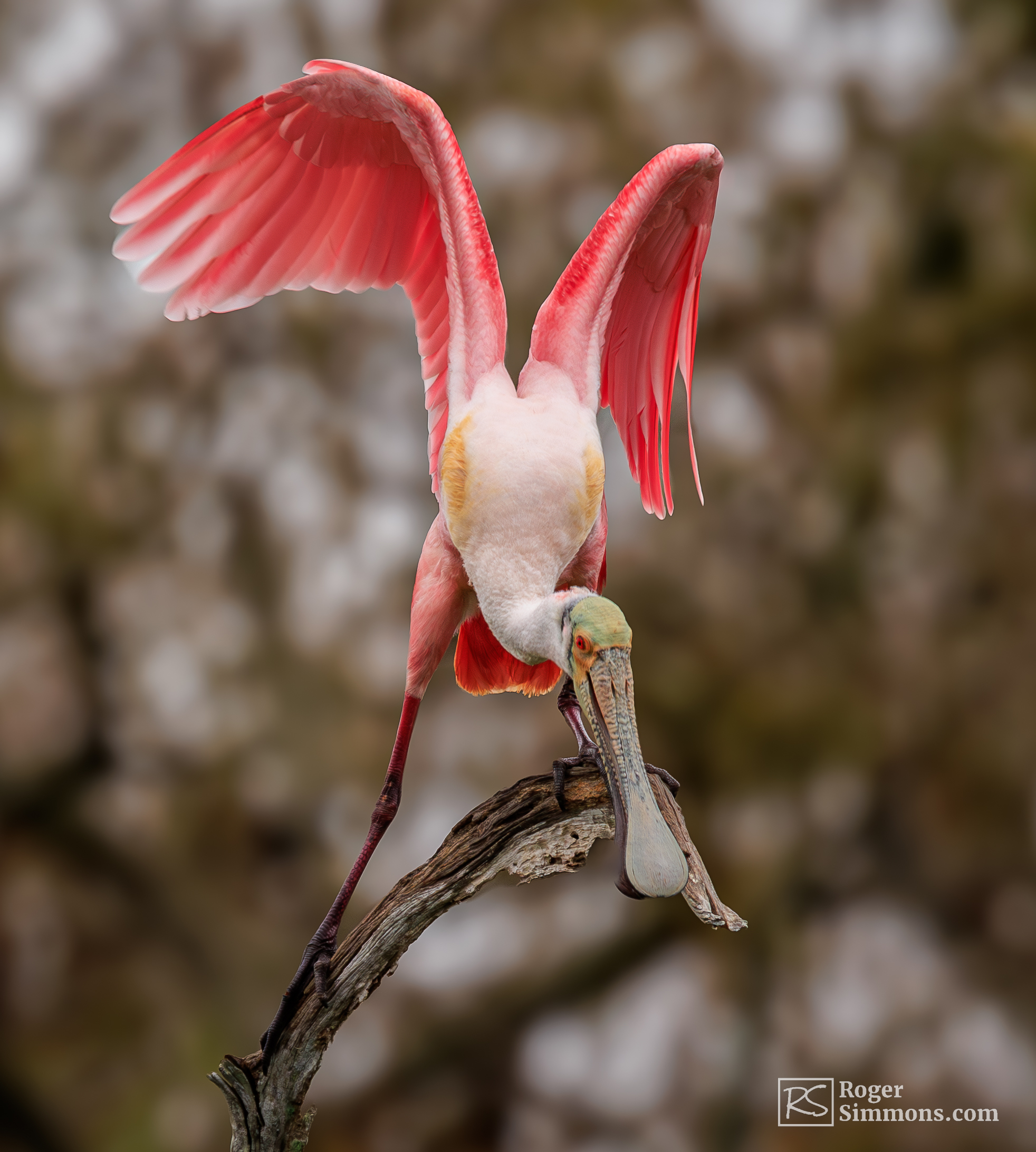 It's Roseate Spoonbill season at Orlando Wetlands - Roger Simmons