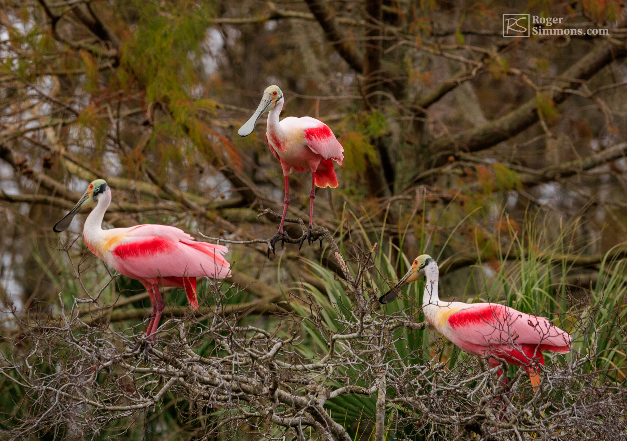 It's Roseate Spoonbill season at Orlando Wetlands - Roger Simmons