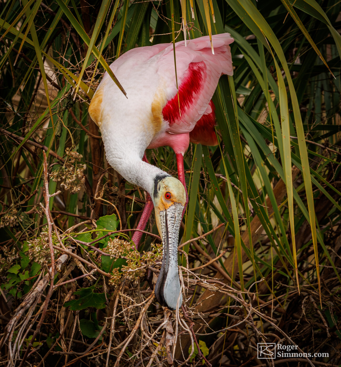 It's Roseate Spoonbill season at Orlando Wetlands - Roger Simmons