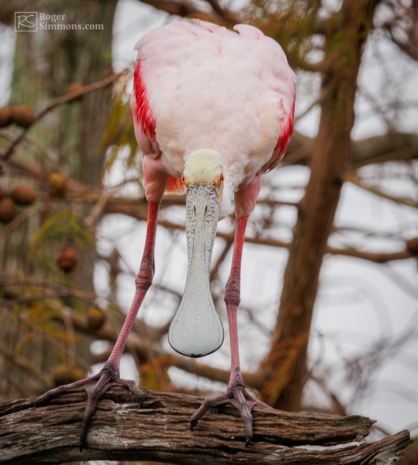 It's Roseate Spoonbill season at Orlando Wetlands - Roger Simmons