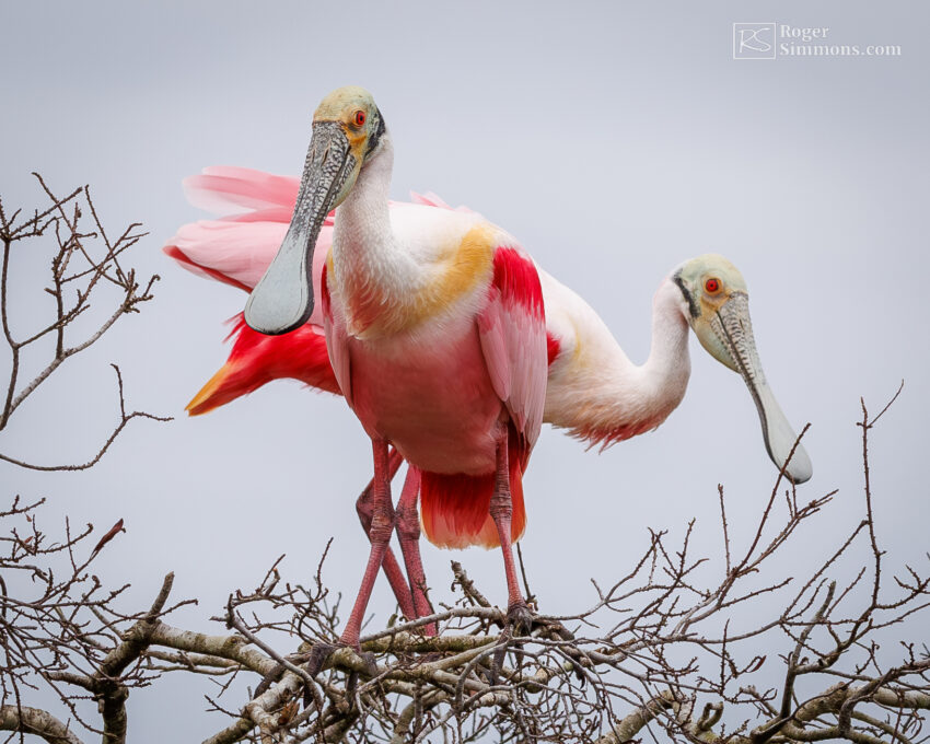 It's Roseate Spoonbill season at Orlando Wetlands - Roger Simmons