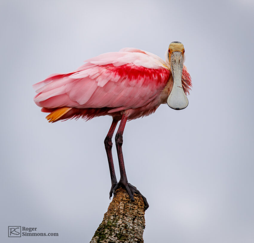It's Roseate Spoonbill season at Orlando Wetlands - Roger Simmons