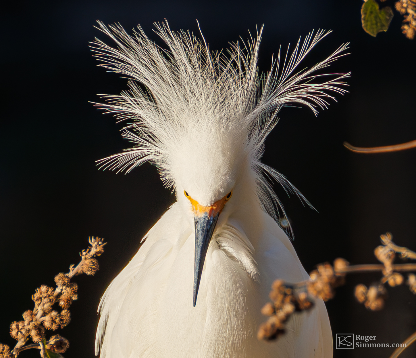 St. Augustine birding trip is quite an adventure - Roger Simmons