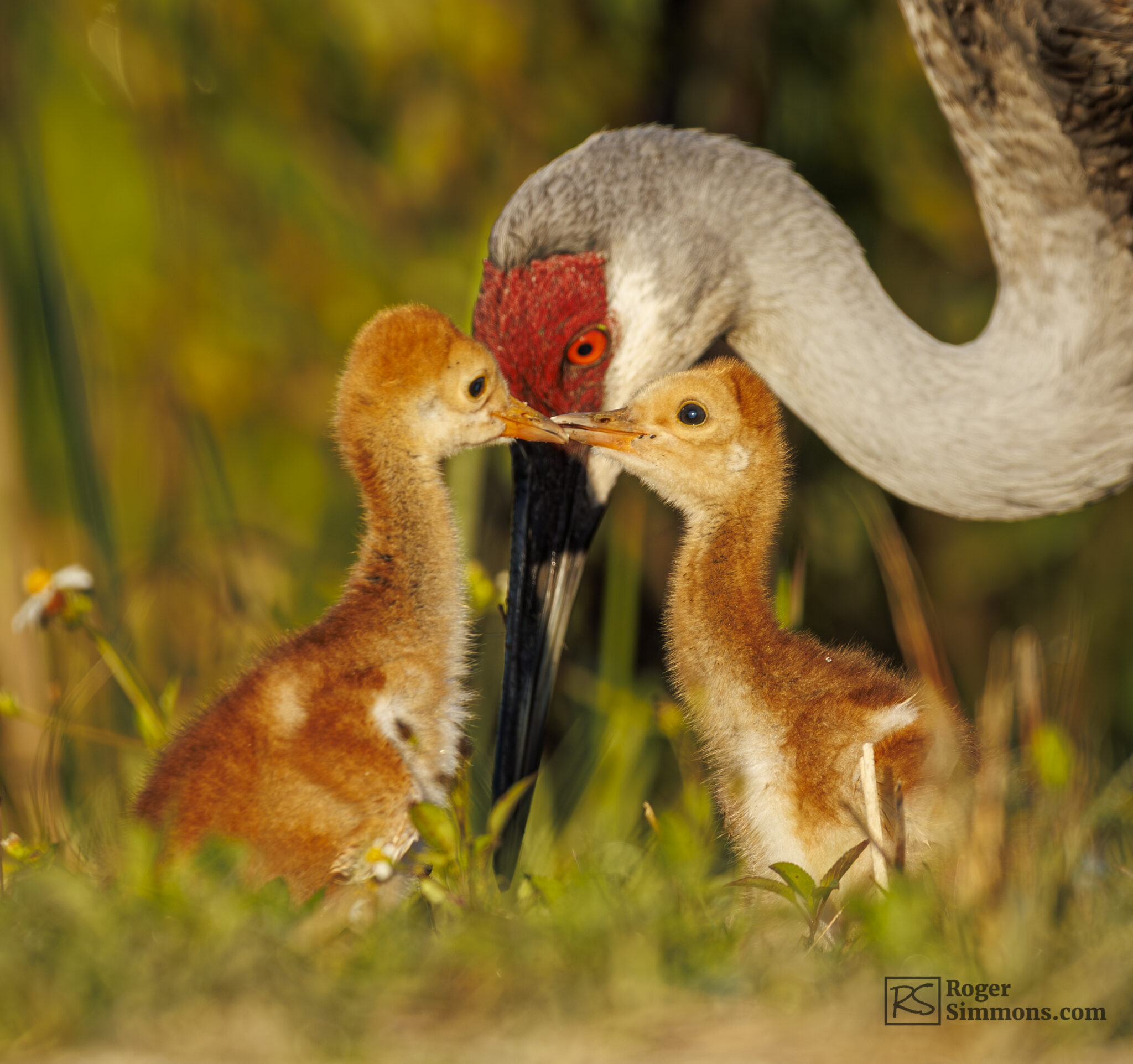Sandhill Crane colts facts: They grow up fast - Roger Simmons
