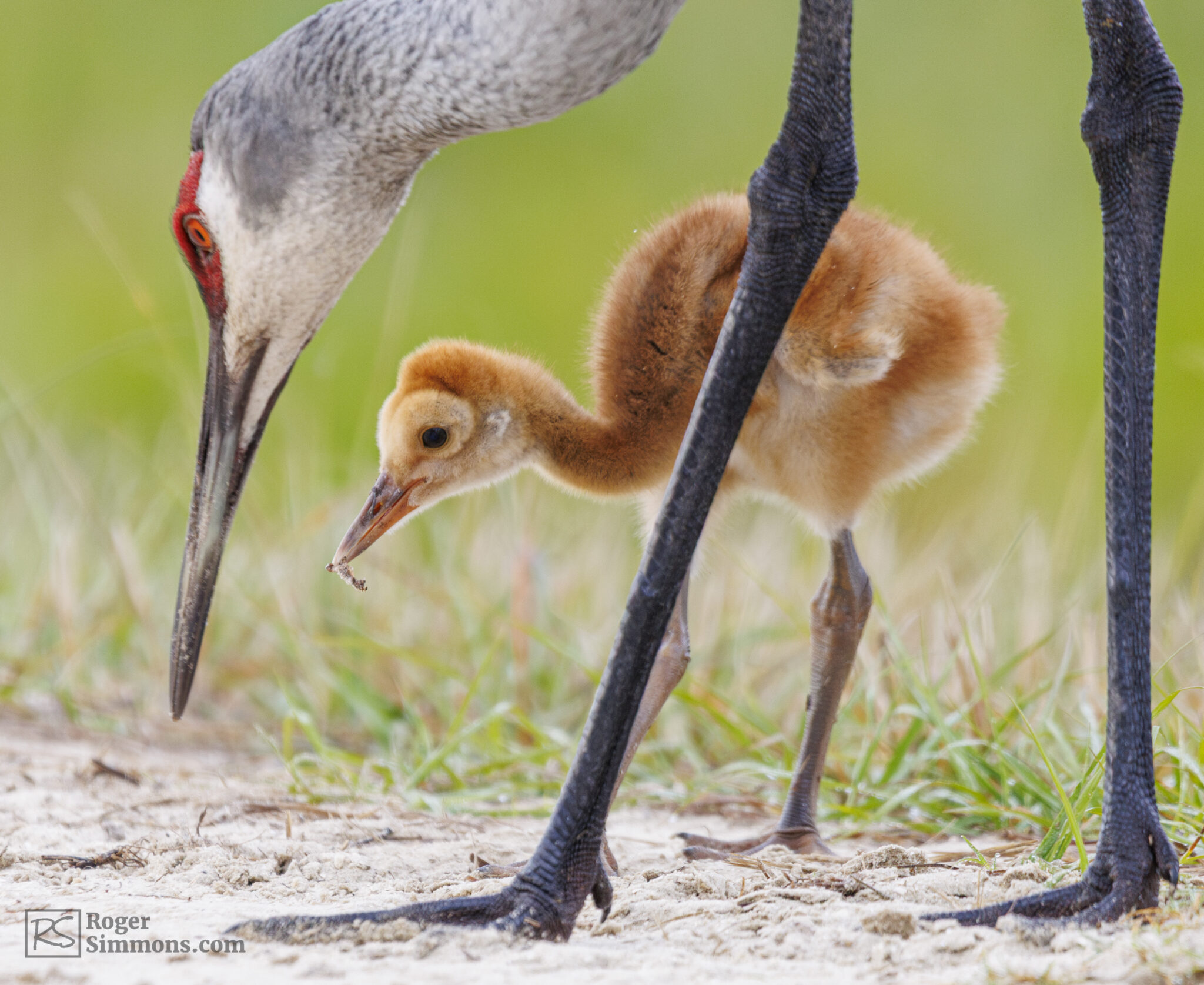 Sandhill Crane colts facts: They grow up fast - Roger Simmons