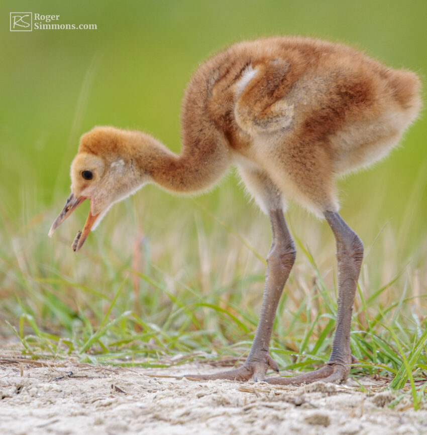 Sandhill Crane colts facts: They grow up fast - Roger Simmons