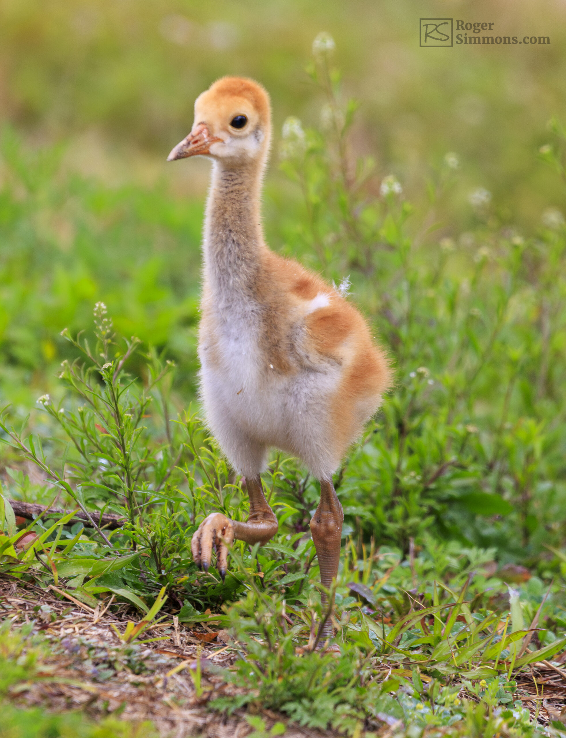 Sandhill Crane colts facts: They grow up fast - Roger Simmons