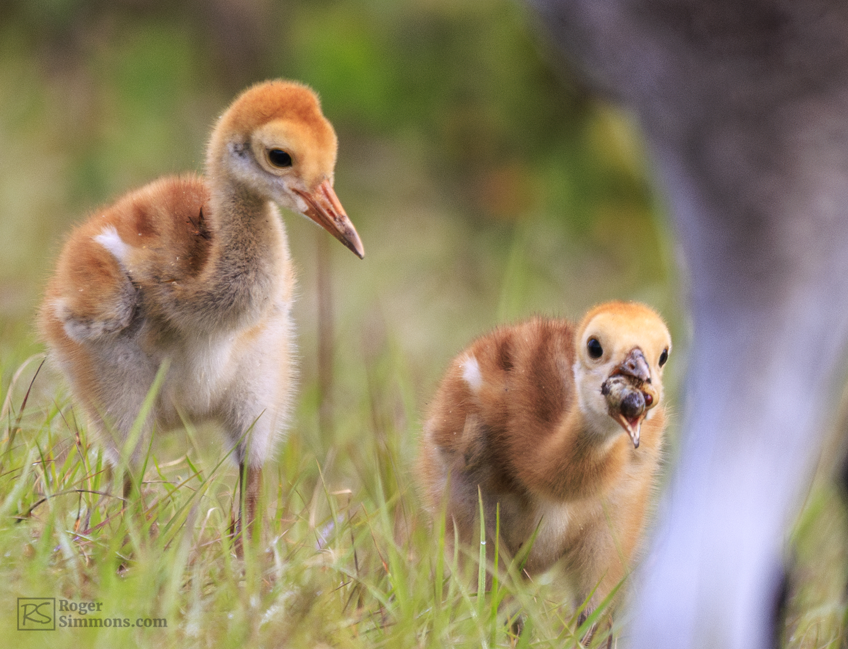 Sandhill Crane colts facts: They grow up fast - Roger Simmons
