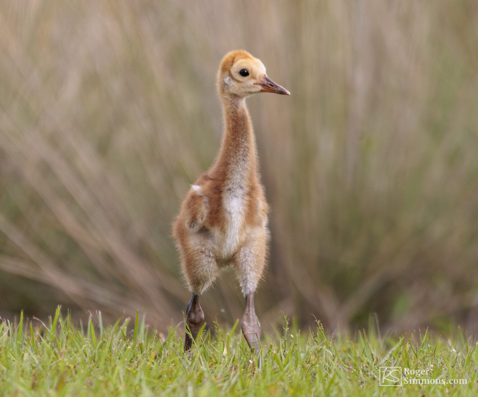 Sandhill Crane colts facts: They grow up fast - Roger Simmons