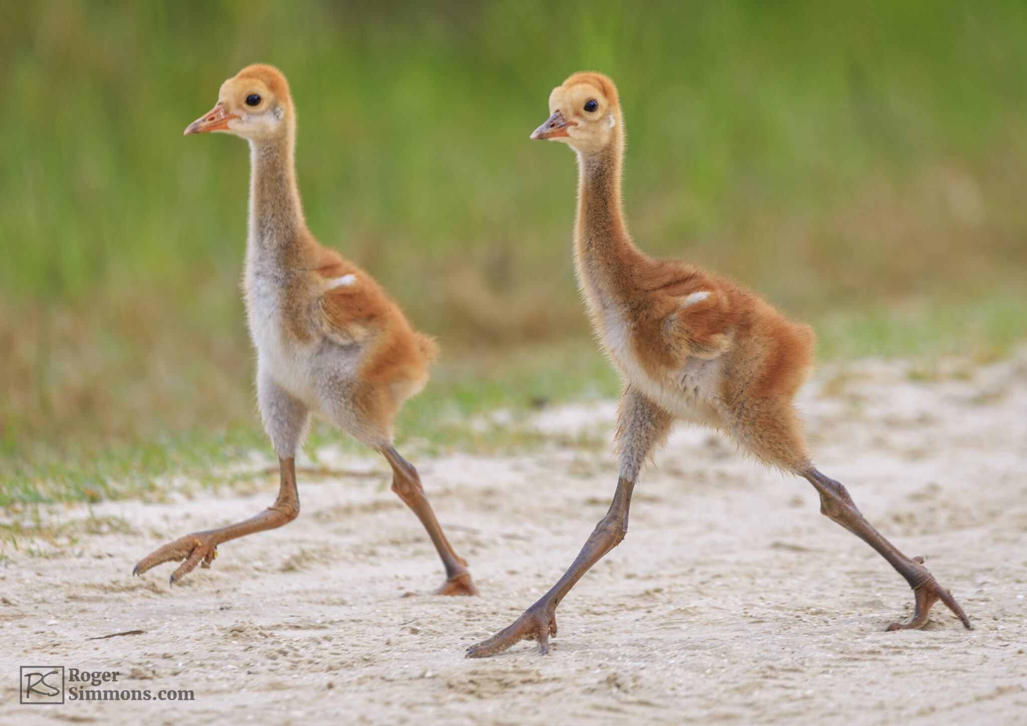 Sandhill Crane colts facts: They grow up fast - Roger Simmons