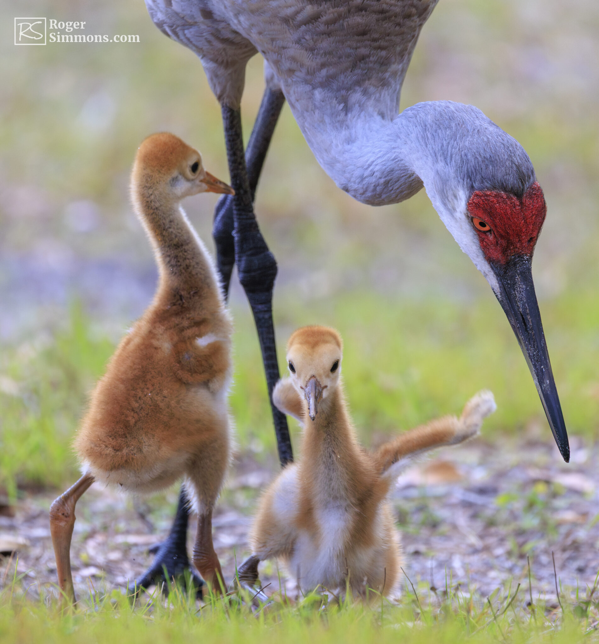 Sandhill Crane colts facts: They grow up fast - Roger Simmons