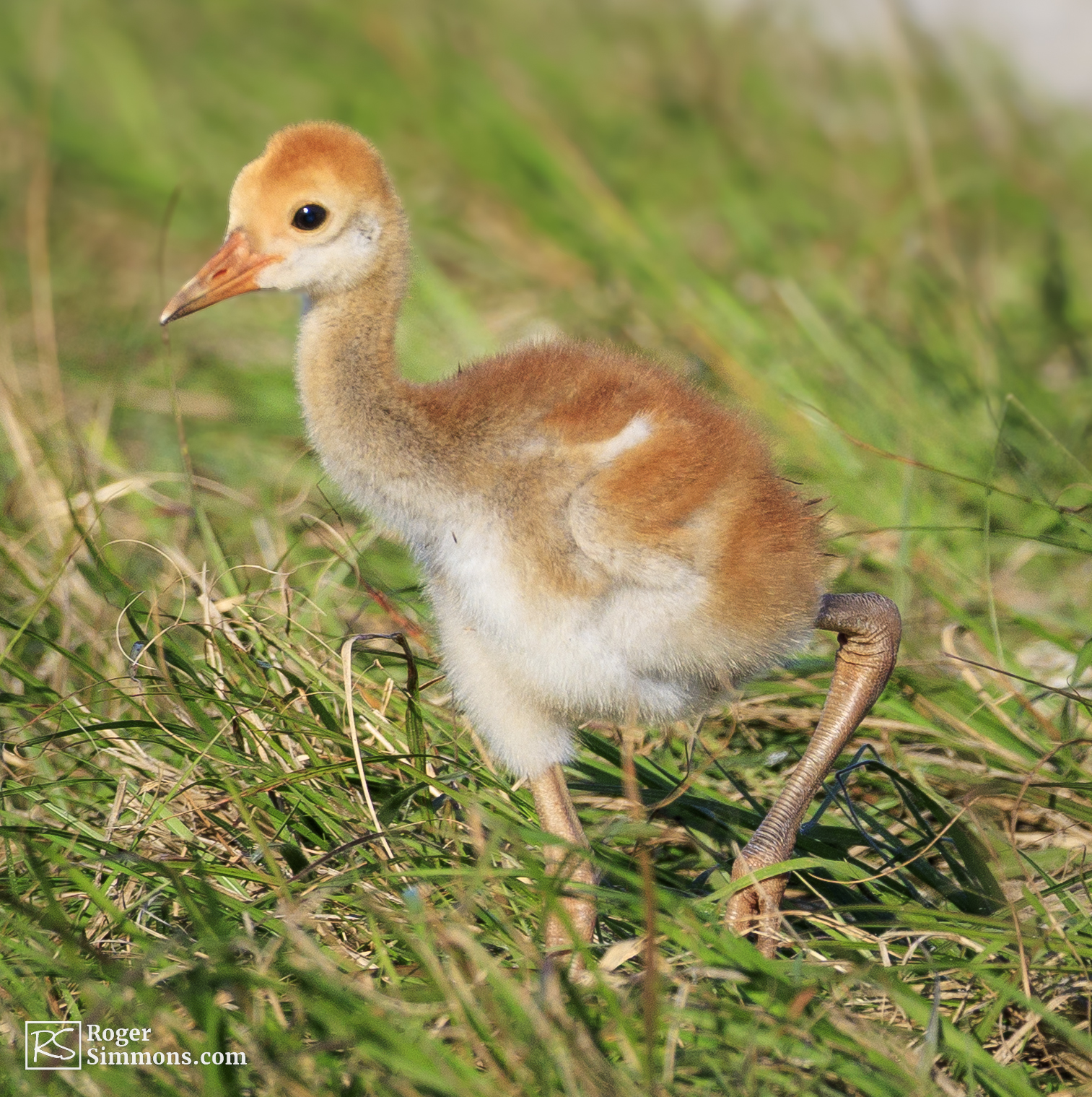 Sandhill Crane colts facts: They grow up fast - Roger Simmons