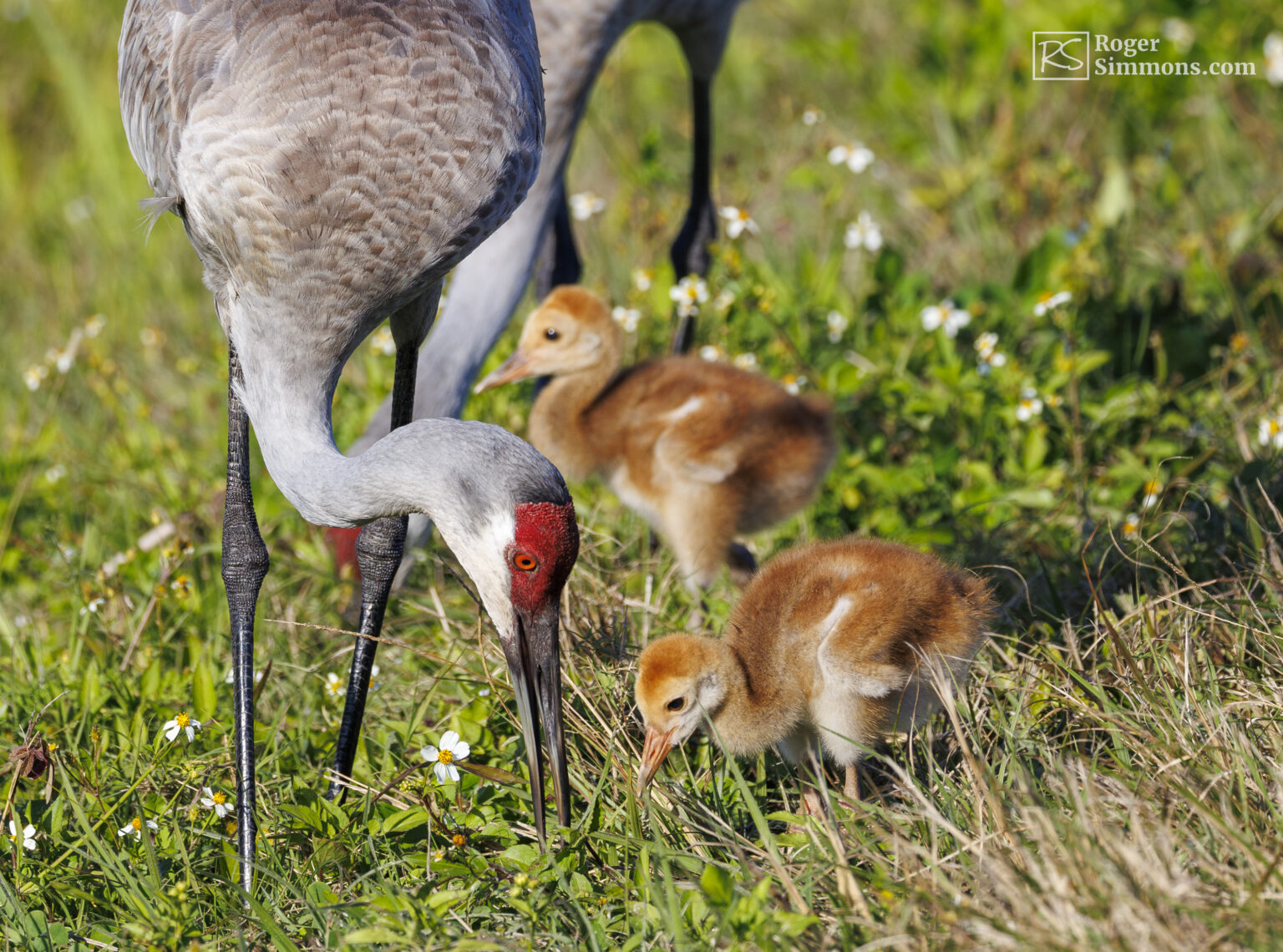 Sandhill Crane colts facts: They grow up fast - Roger Simmons